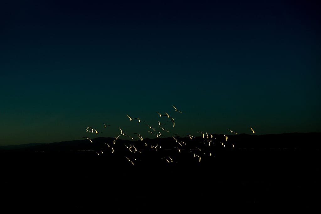 Our Planet 2023: Nature, Landscape and Conservation - Atlanta ...